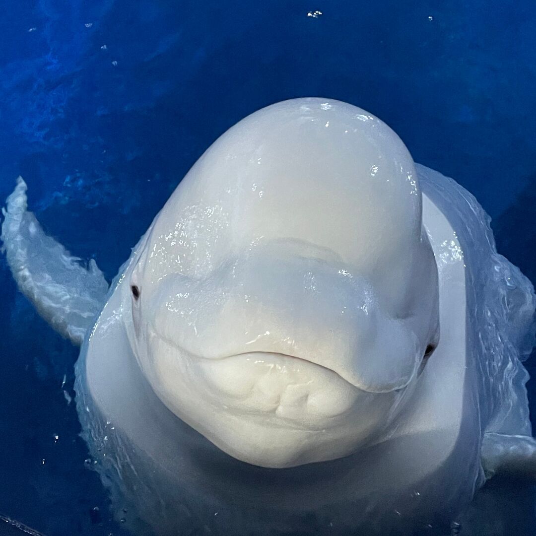 Support the SLT Beluga Whale Sanctuary